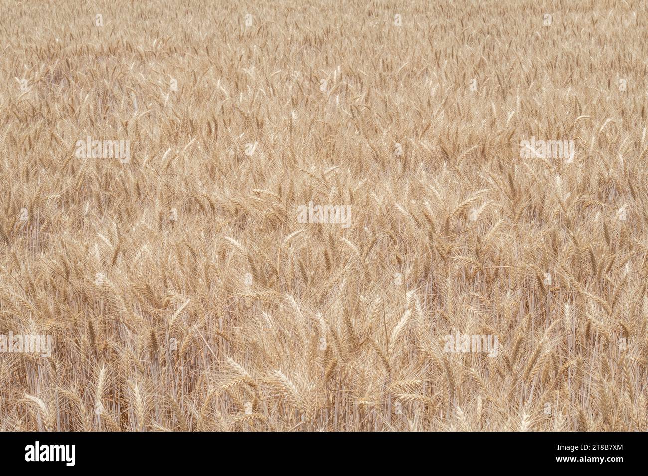 Sun kissed wheat hi-res stock photography and images - Alamy