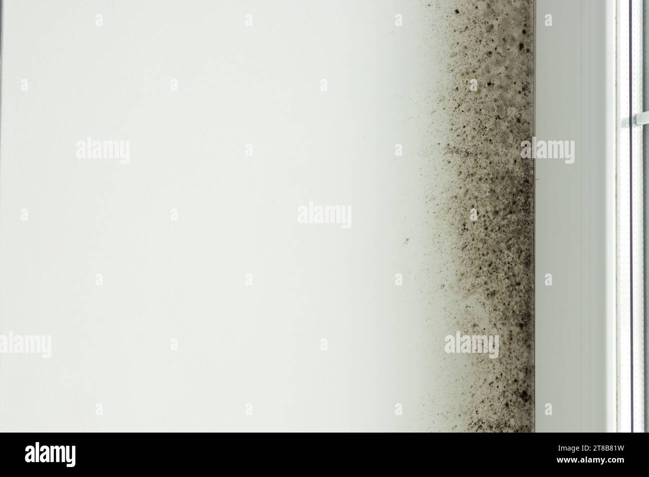a lot of mold on the white window and slopes Stock Photo - Alamy