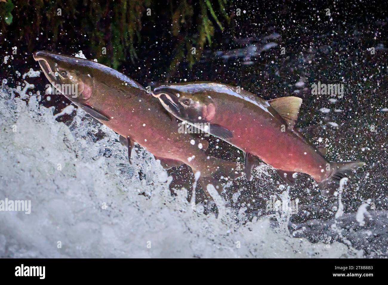 Migrating Coho salmon (Oncorhynchus kisutch) jump up a waterfall on ...