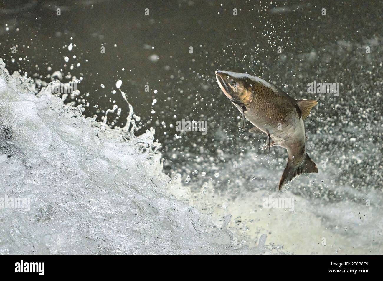 A migrating Coho salmon (Oncorhynchus kisutch) jumps up a waterfall on ...