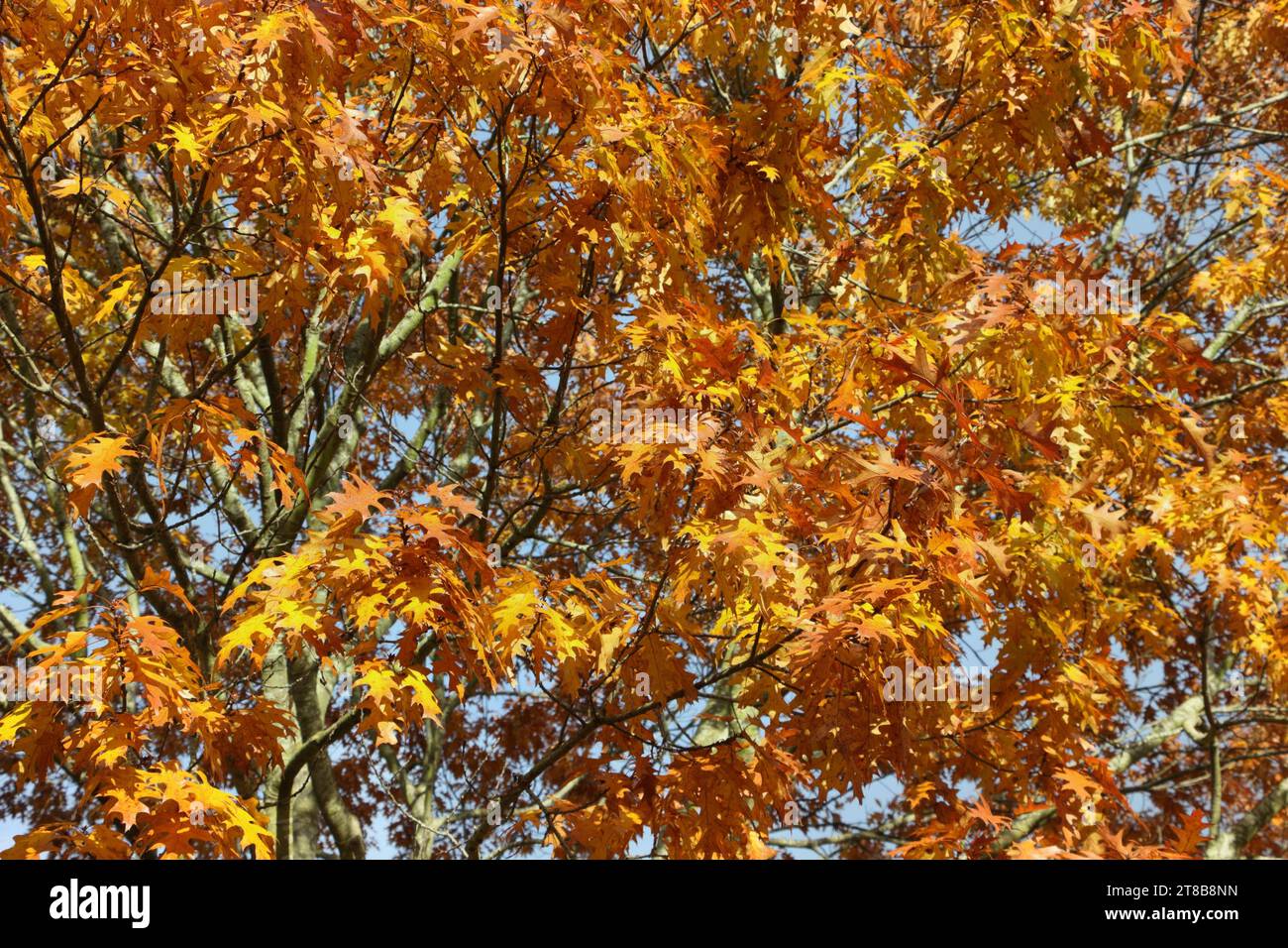 Fall leaves and tree hi-res stock photography and images - Alamy