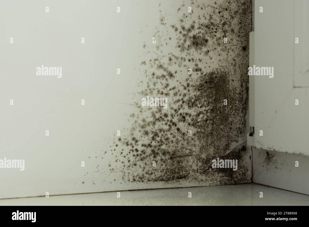 a lot of mold on the white window and slopes Stock Photo - Alamy