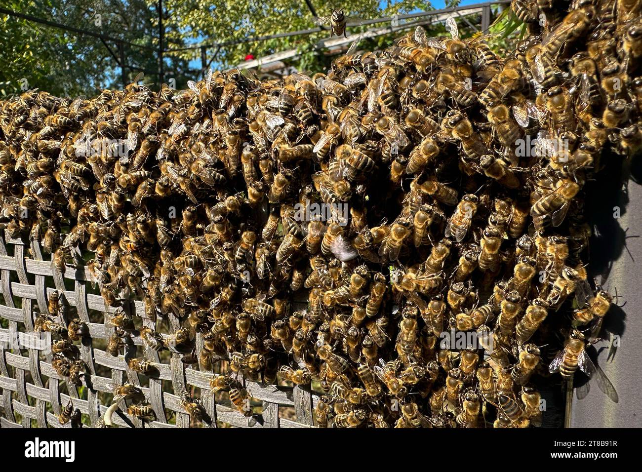 Paravent garten hi-res stock photography and images - Alamy