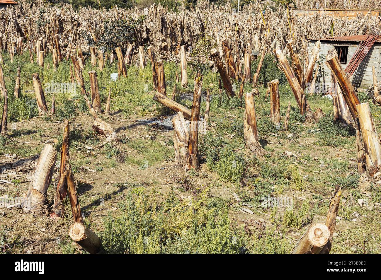 field of cropped dry bushes of plants, green grass around, background ...