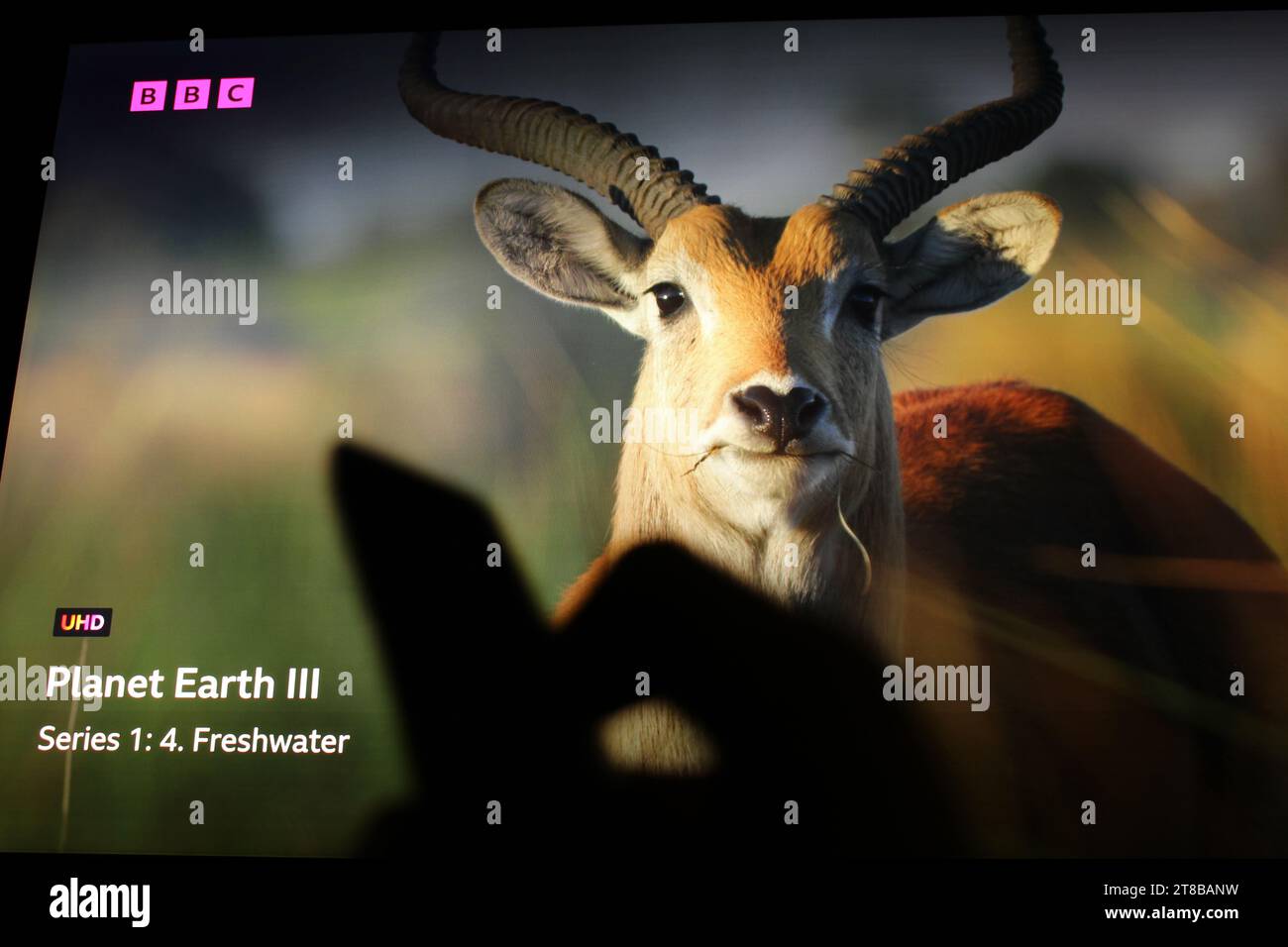Planet Earth on BBC IPlayer shown on a television (TV) screen at home ...