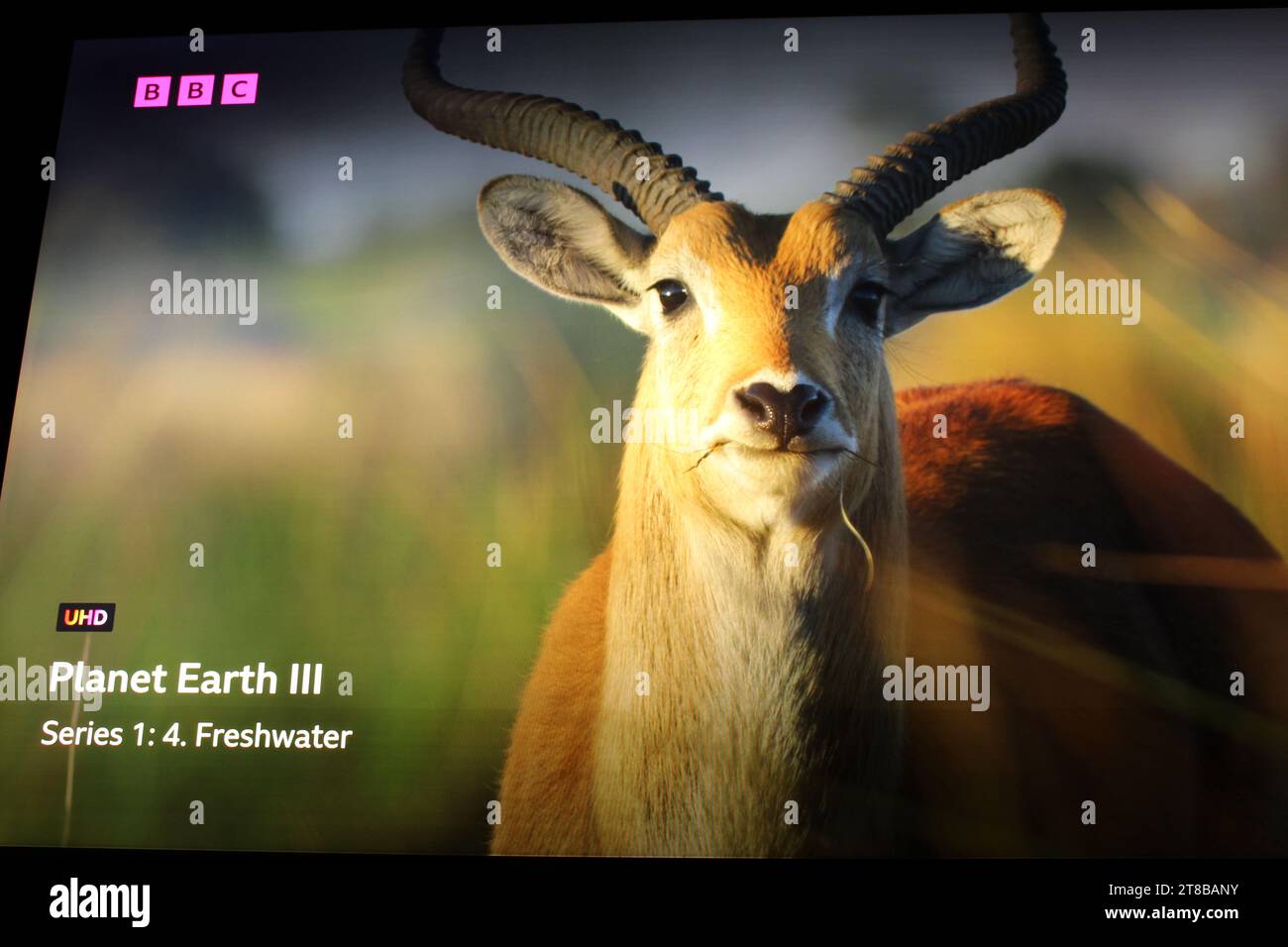 Planet Earth on BBC IPlayer shown on a television (TV) screen at home ...