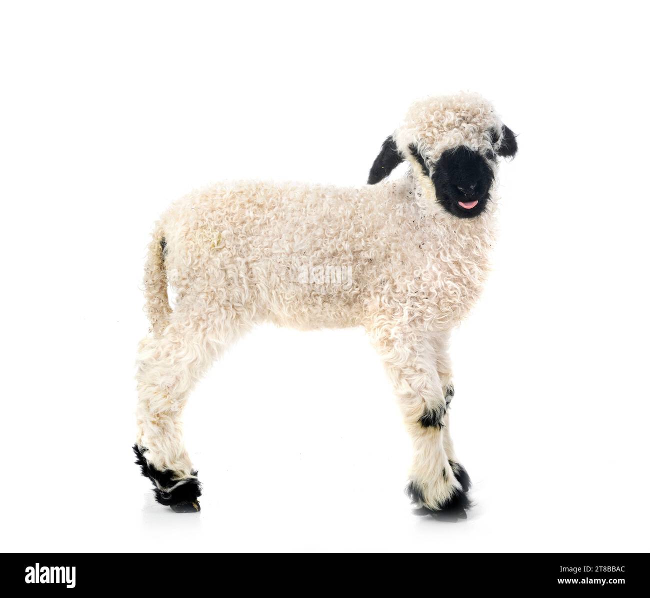 lamb Valais Blacknose in front of white background Stock Photo - Alamy