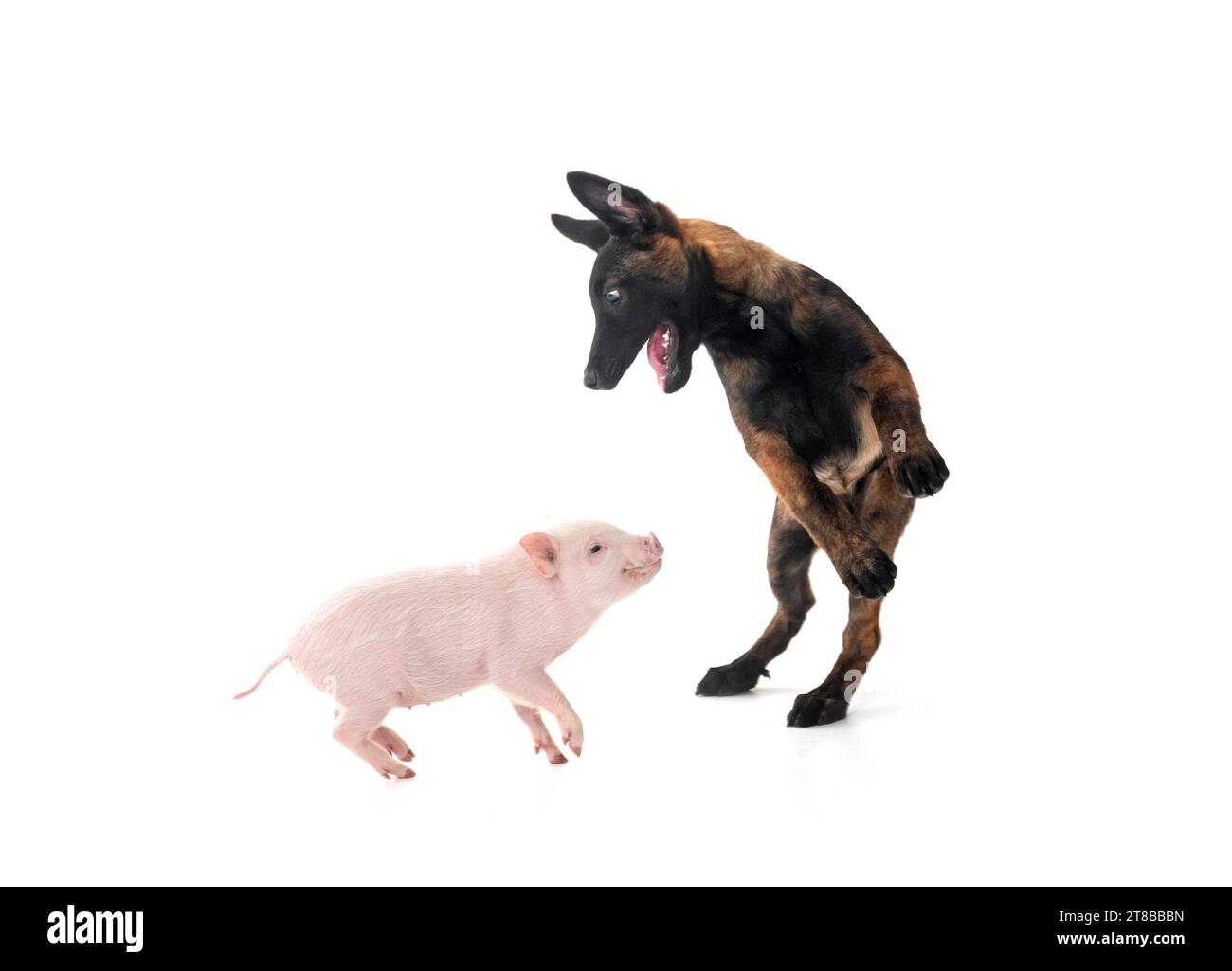 pink miniature pig and puppy malinois in front of white background ...