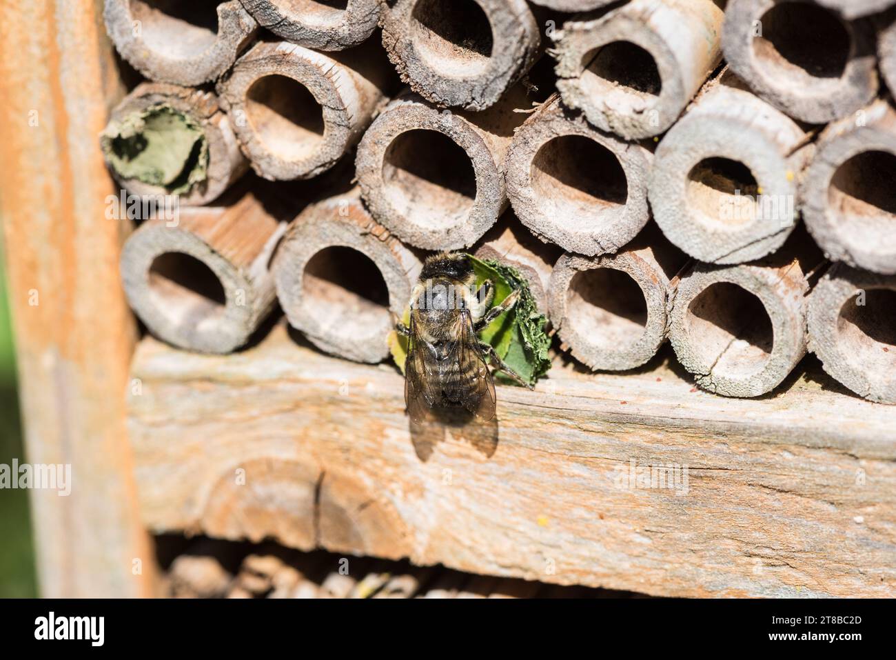 Leaf cutter Bee using a man-made "nest box Stock Photo - Alamy