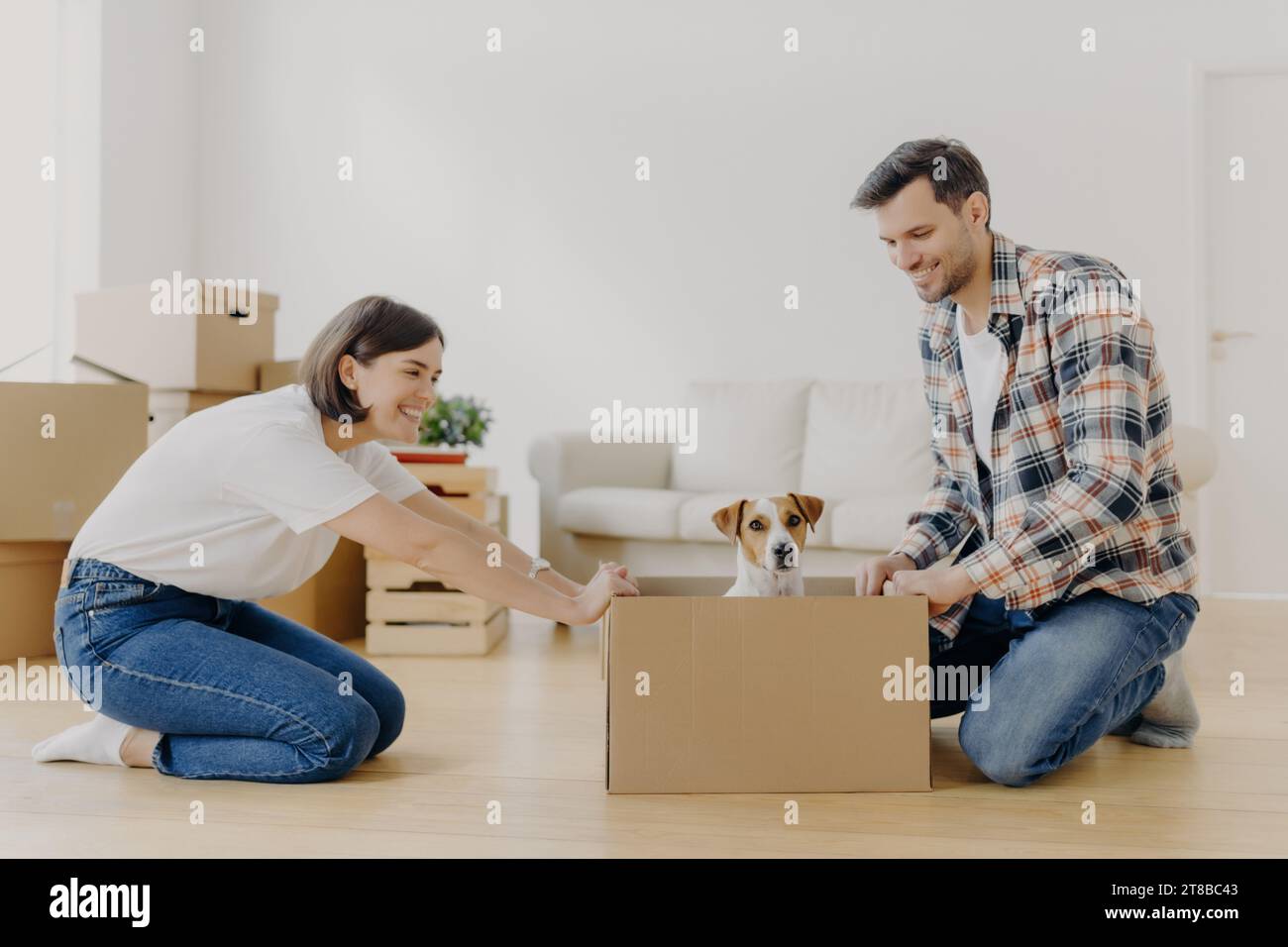 A playful couple packing a box with their curious dog in a sunny room ...