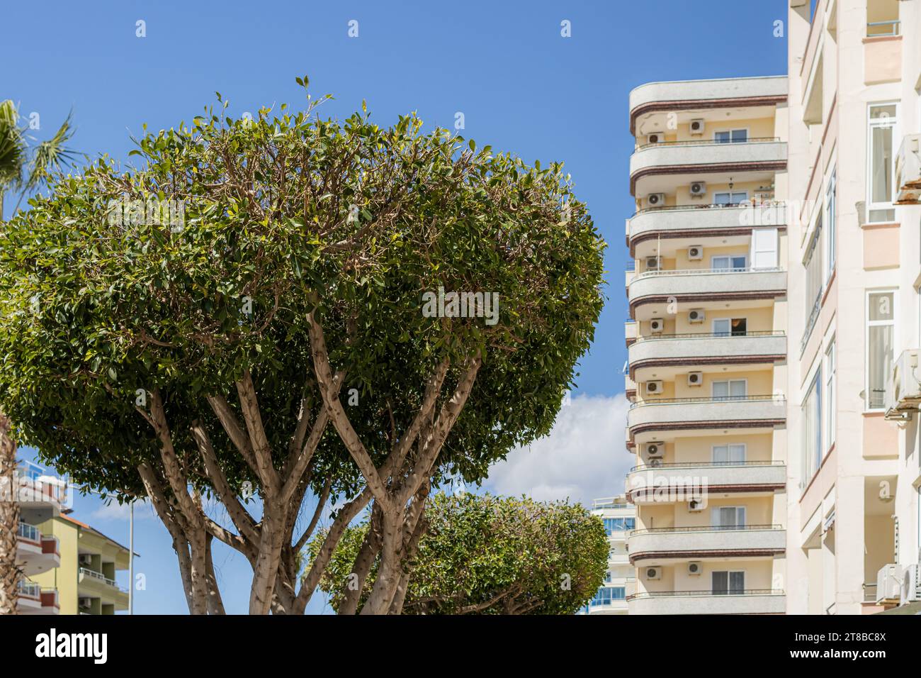 a large green tree on the street near residential buildings Stock Photo ...