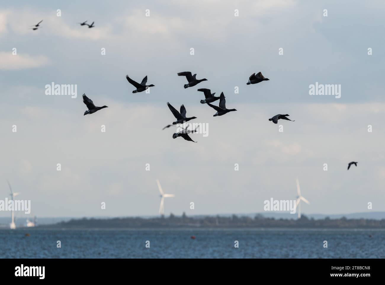 Flying Brent Geese (Branta bernicla) on the Thames Estuary Stock Photo ...