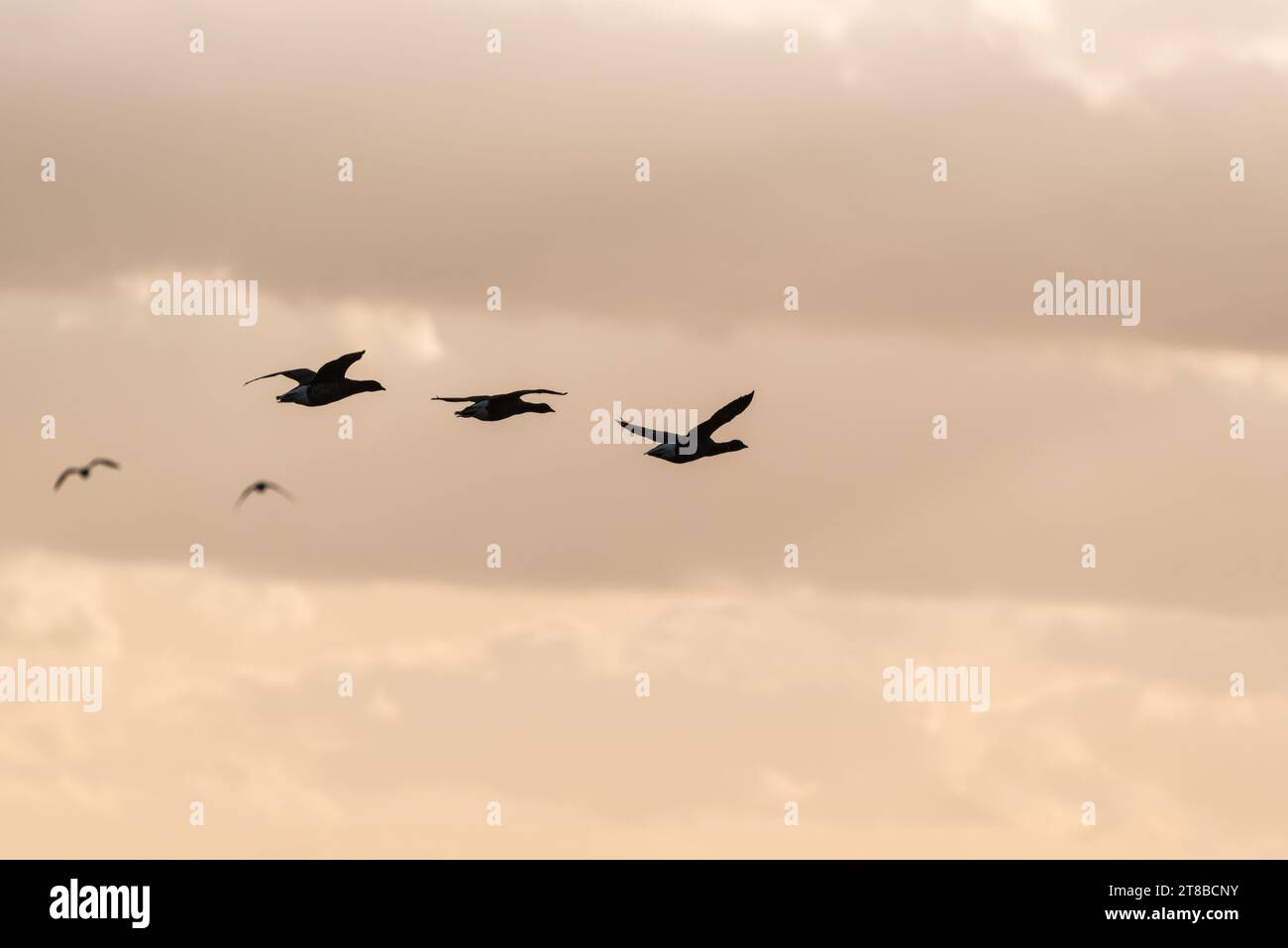 Flying Brent Geese (Branta bernicla) on the Thames Estuary Stock Photo ...