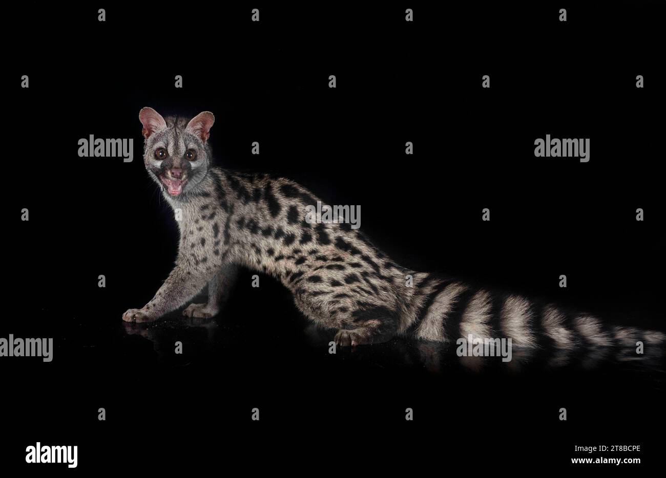 Common genet in front of white background Stock Photo - Alamy