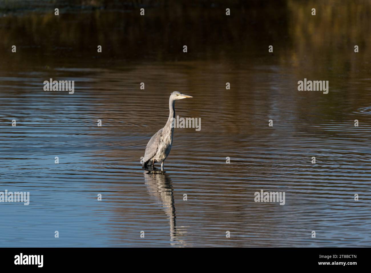 Wading Grey Heron (Ardea cinerea) at Rye Meads RSPB reserve. This is ...