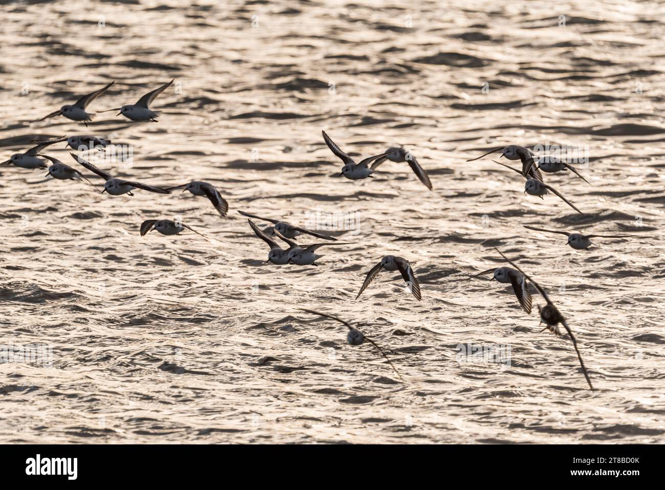 Flying flock of Sanderlings (Calidris alba) on the Thames Estuary at ...