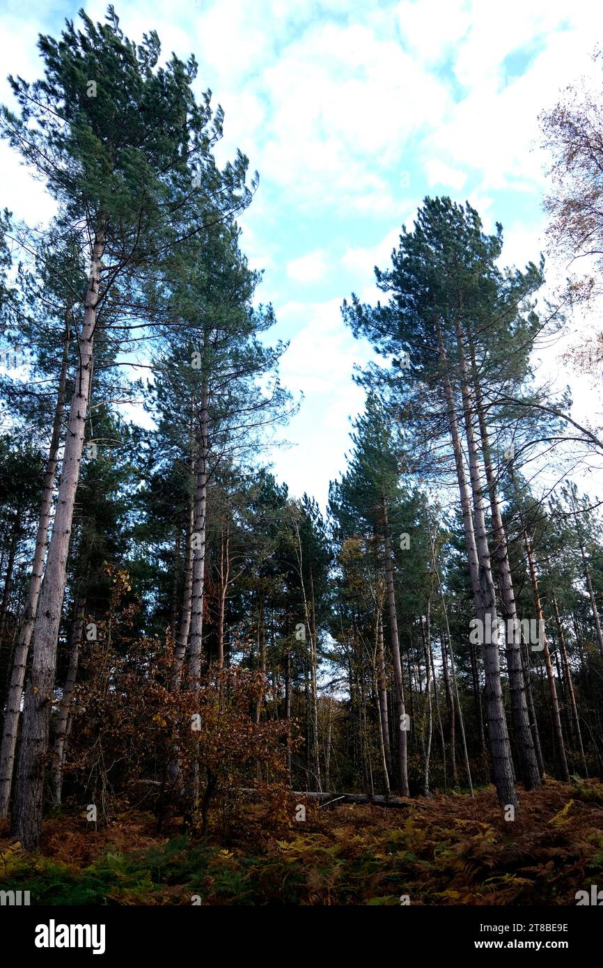 tall scots pine trees in west blean woods nature reserve,kent,uk ...