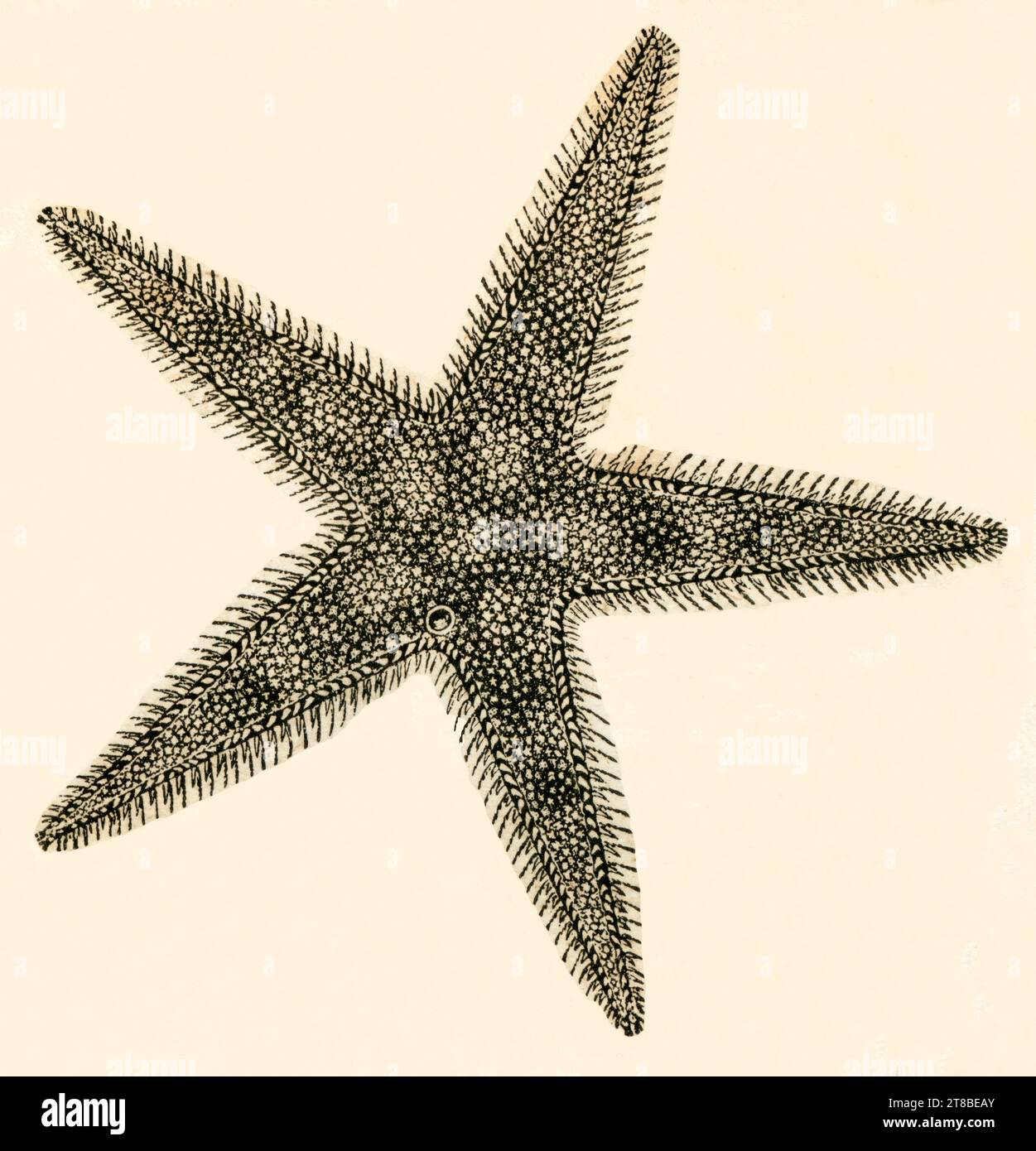 1001359 hi-res stock photography and images - Alamy