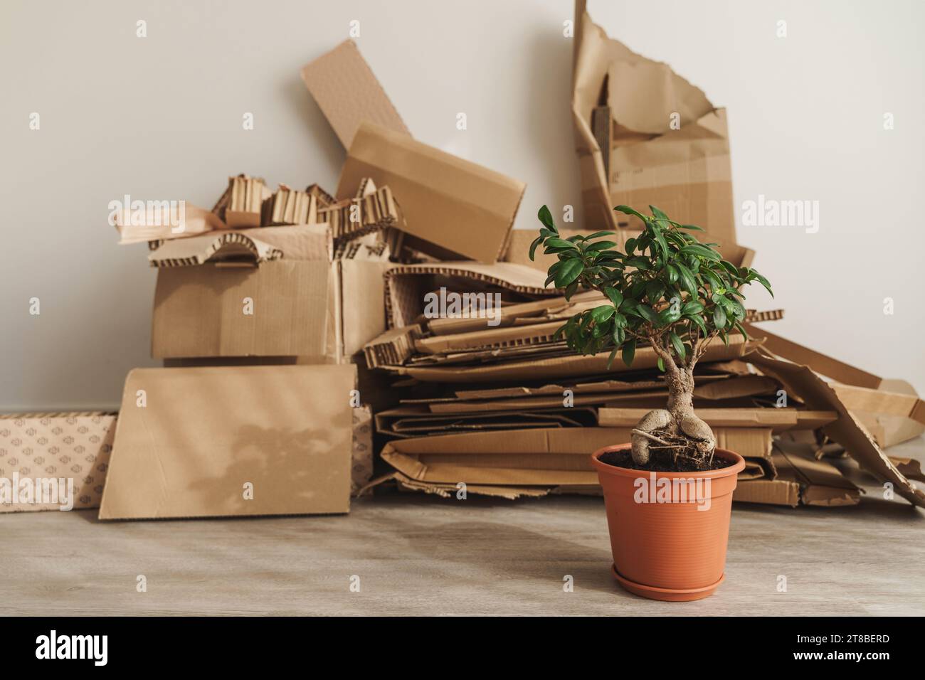 Stack of Cardboard Waste and Ficus potted plant at home. Concepts of ...