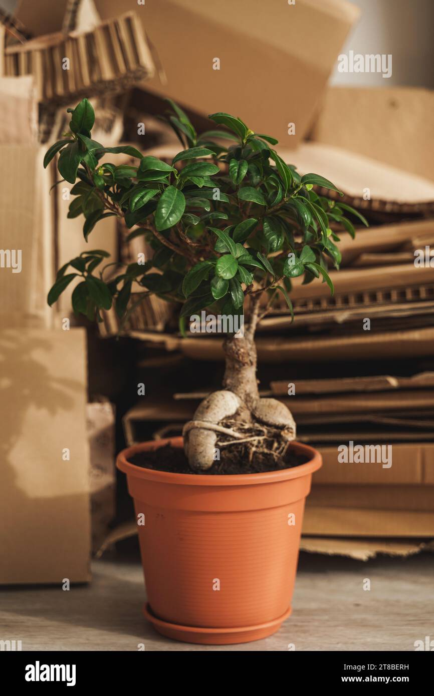 Stack of Cardboard Waste and Ficus potted plant at home. Concepts of ...