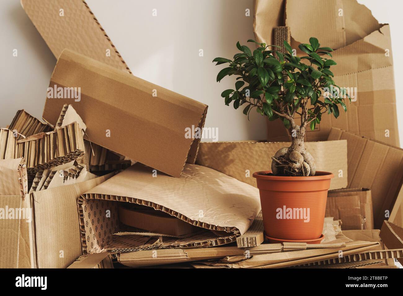 Stack of Cardboard Waste and Ficus potted plant at home. Concepts of ...