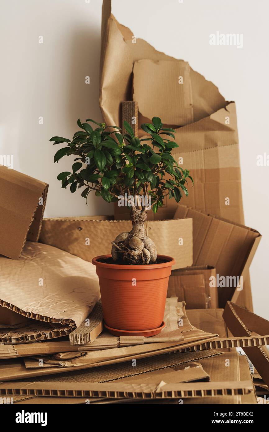Stack of Cardboard Waste and Ficus potted plant at home. Concepts of ...