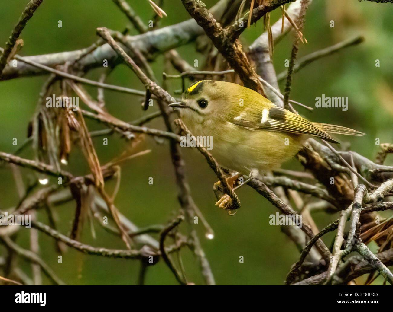 Tiny gold crest bird on branches in the forest Stock Photo - Alamy