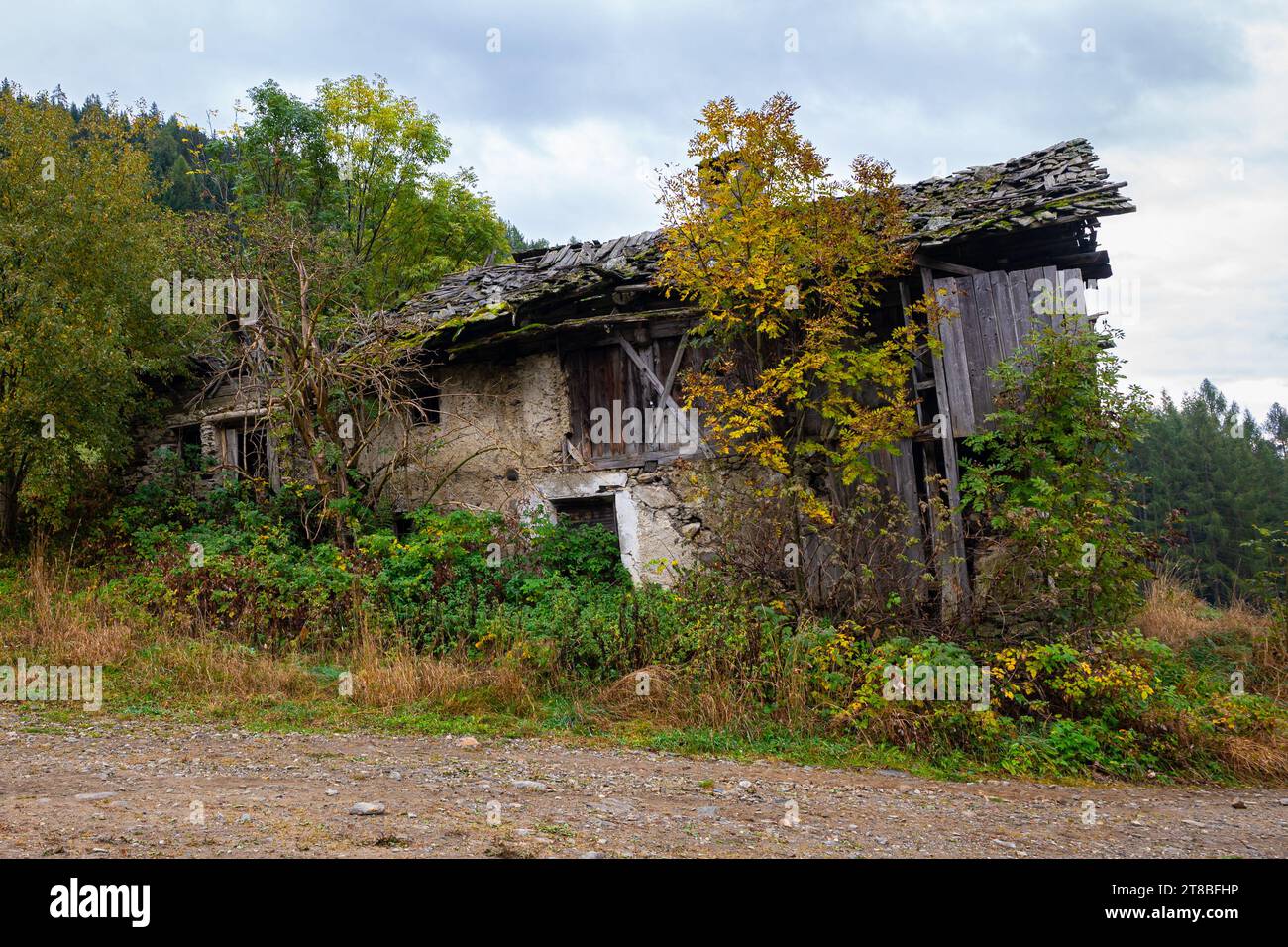 Trees in decay hi-res stock photography and images - Alamy