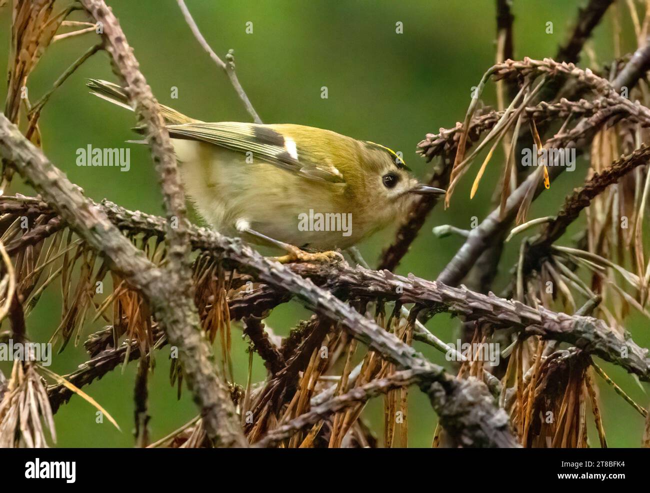 Tiny gold crest bird on branches in the forest Stock Photo - Alamy