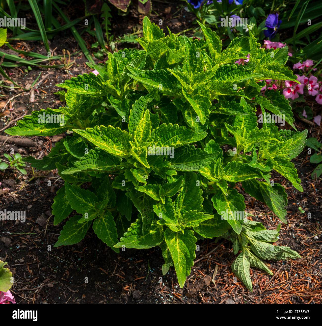 Coleus electric lime hi-res stock photography and images - Alamy