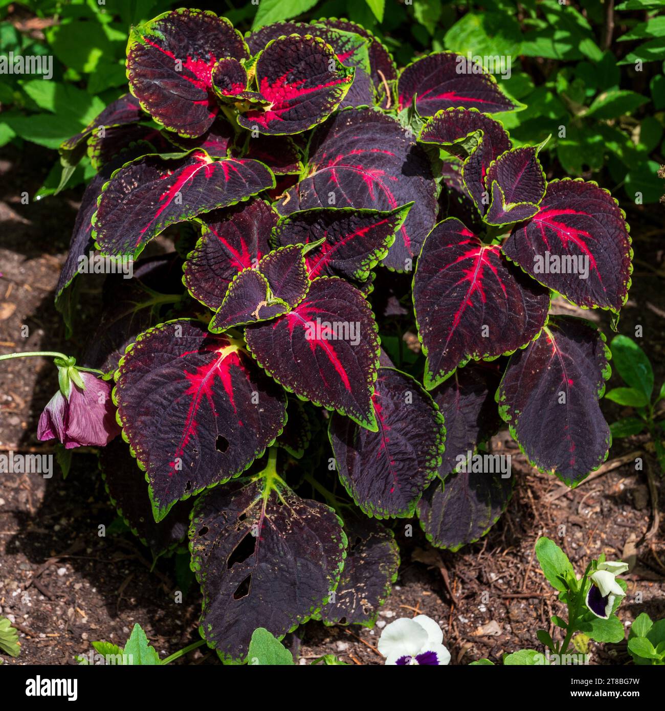 Veterans Memorial, US Military Flags, and Skyline of Rochester ...