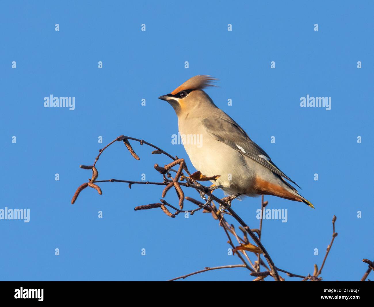 Bohemian waxwing perched at the top of a tree branch with bright blue ...
