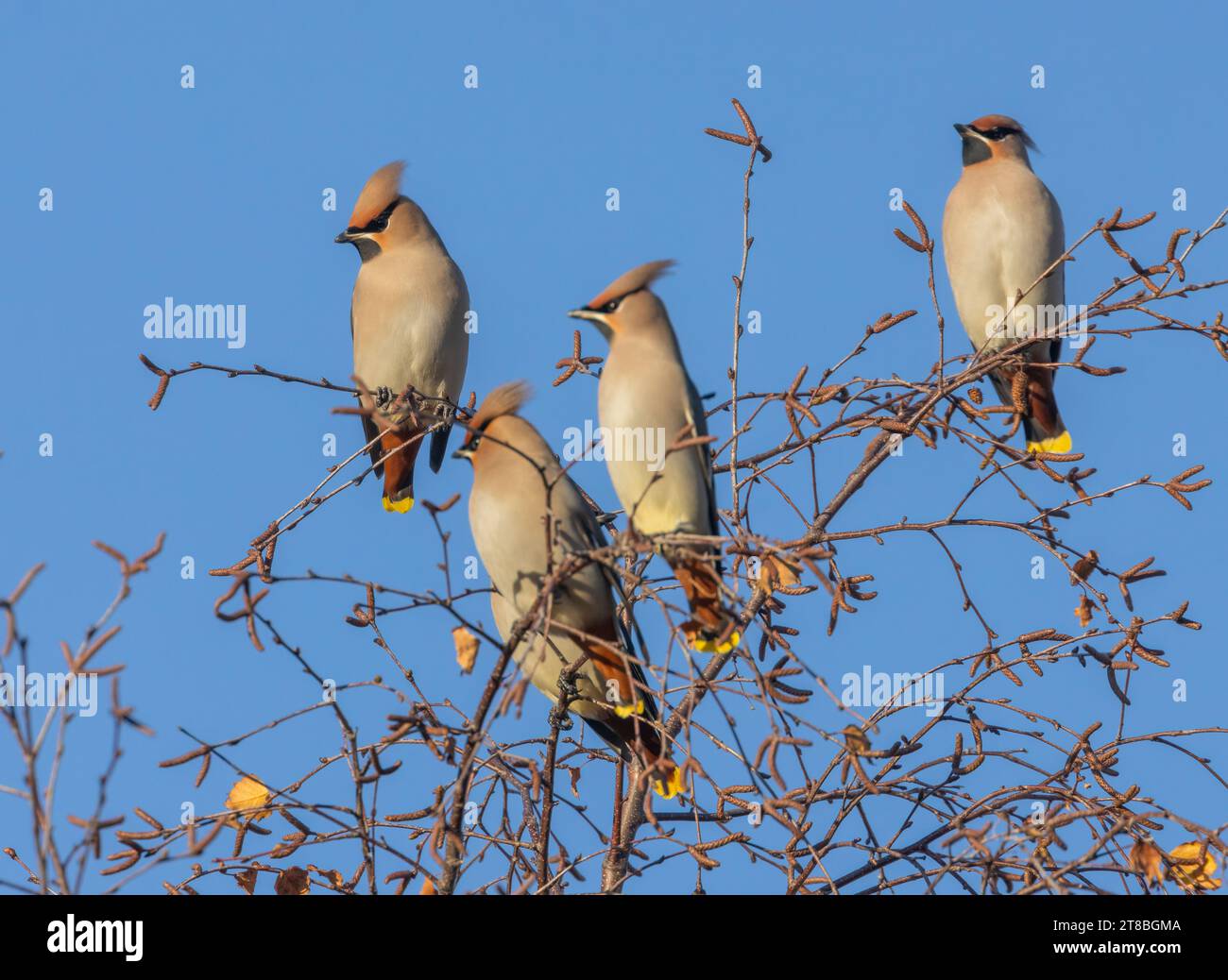 Bohemian waxwings perched at the top of a tree with bright blue sky ...