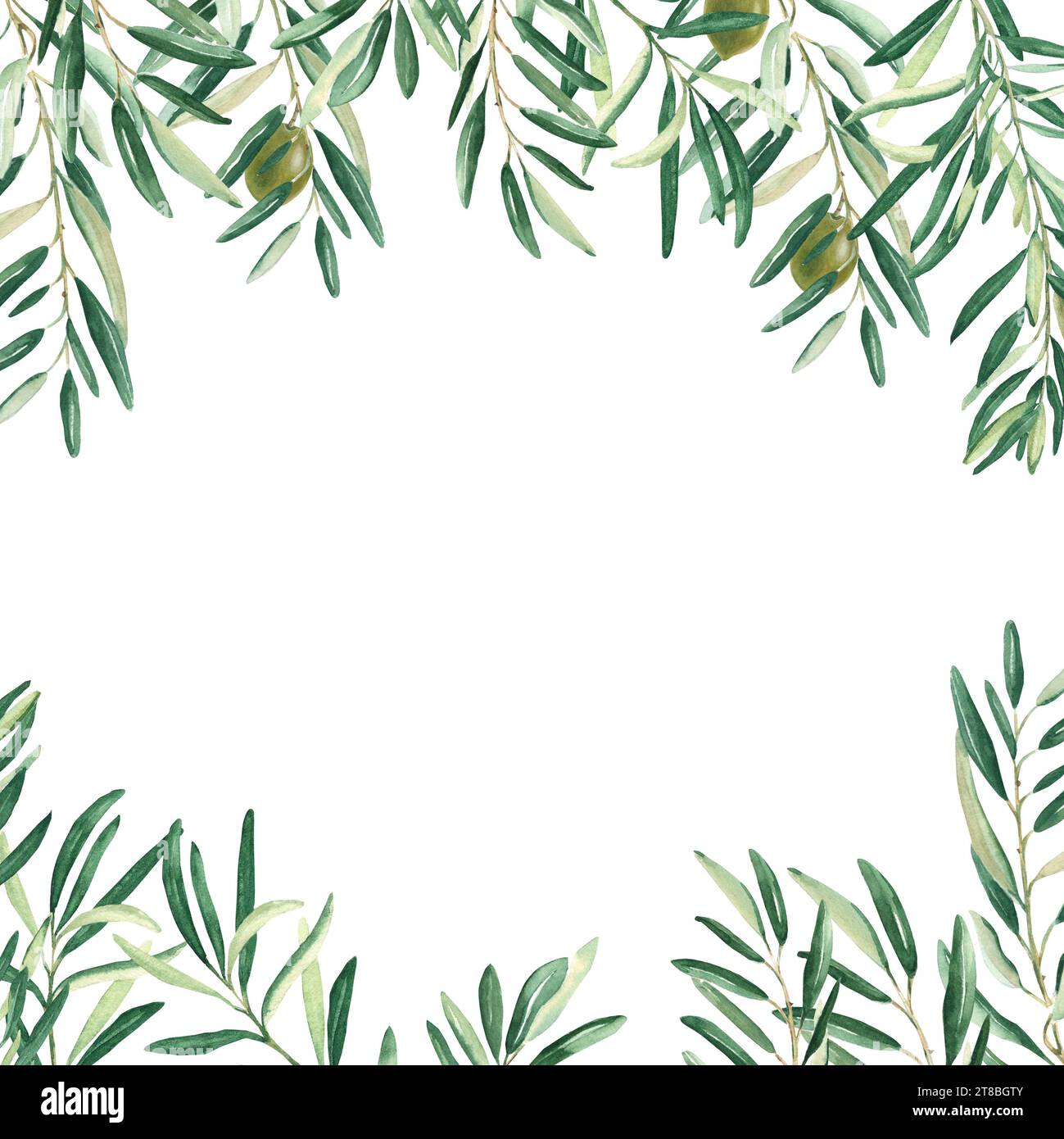 Olive tree square frame, border. Green olives and branches. Hand drawn ...