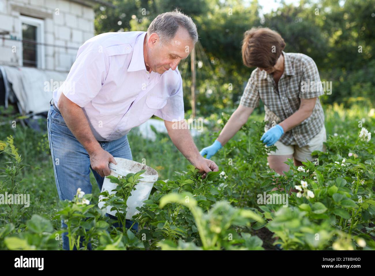 Picking insects from plant hi-res stock photography and images - Alamy