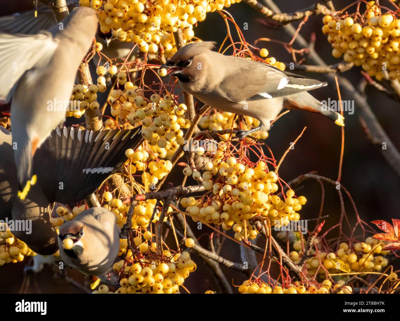 Bohemian waxwings stripping a rowan tree of yellow berries in a feeding ...