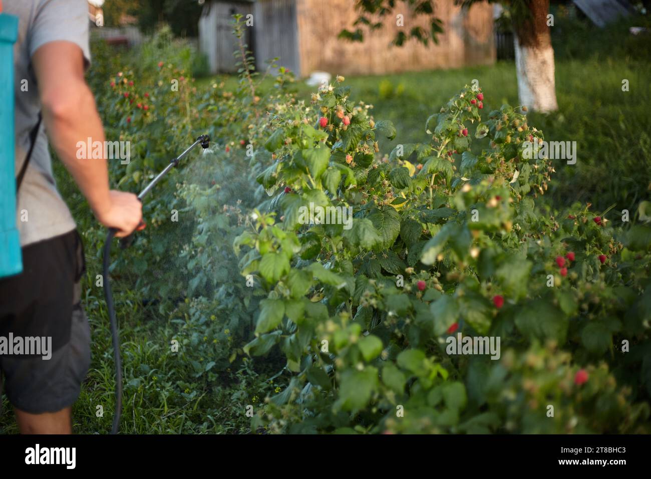 Rows of ripe raspberries, which are fed with fertilizer Stock Photo - Alamy
