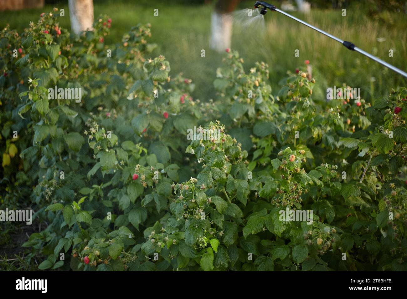 Rows of ripe raspberries, which are fed with fertilizer Stock Photo - Alamy