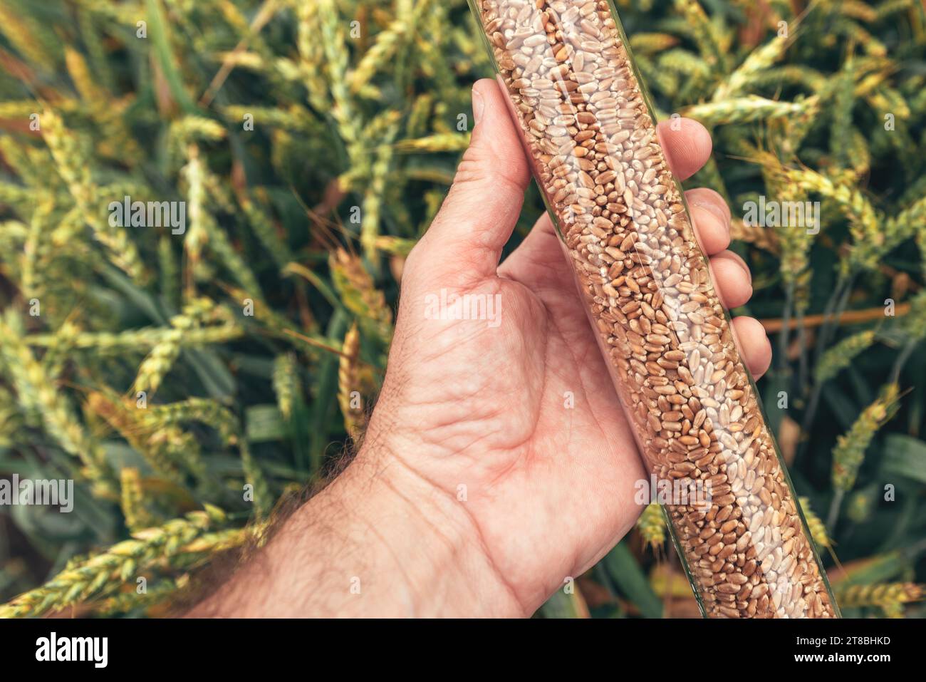 Farm worker agronomist holding plastic tube with wheat grain sample ...