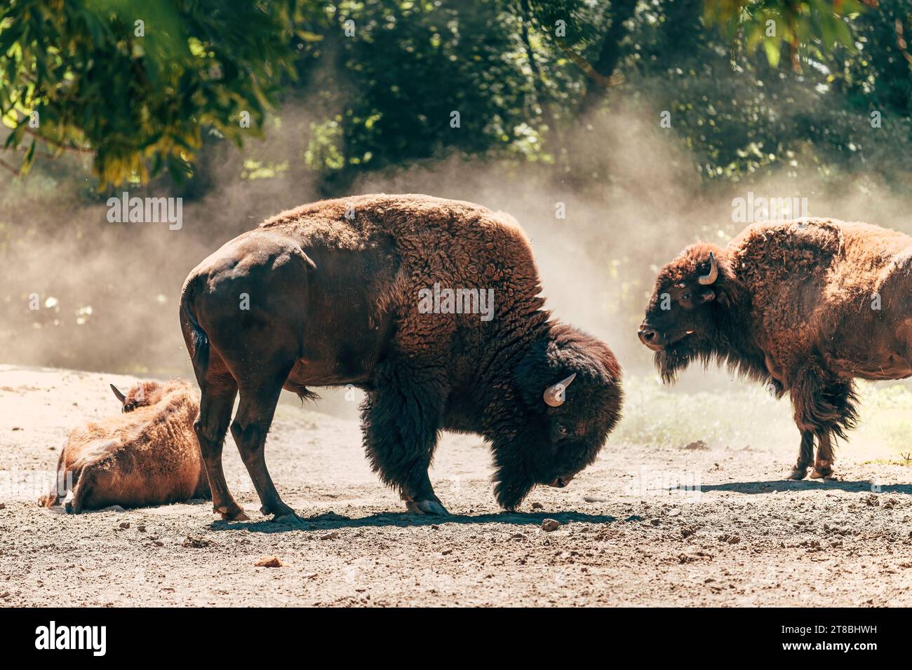 Group of wild buffaloes on dusty ground in summer afternoon, selective ...