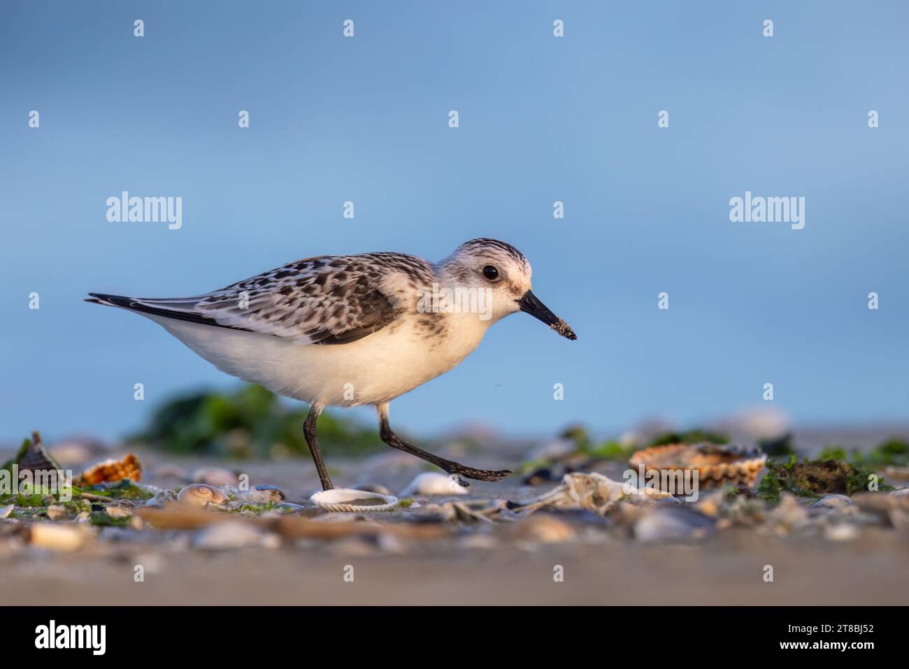 Wader or shorebirds , the sanderling (Calidris alba) on the beach Stock ...