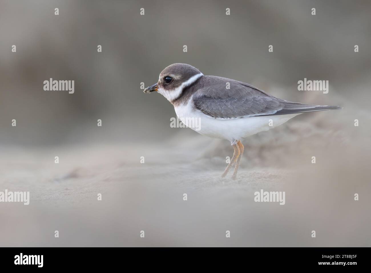 The common ringed plover or ringed plover at beach Stock Photo - Alamy