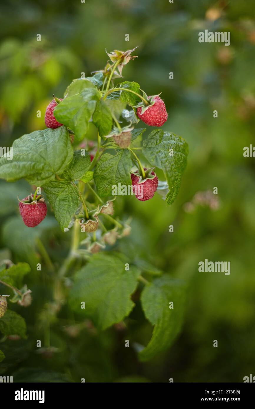 Stage ripening organic berries red hi-res stock photography and images ...