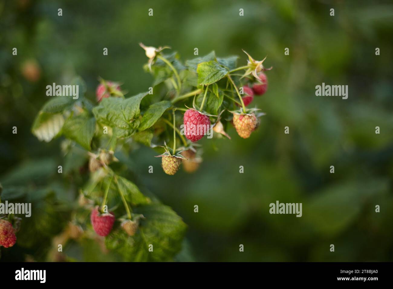 Stage ripening organic berries red hi-res stock photography and images ...