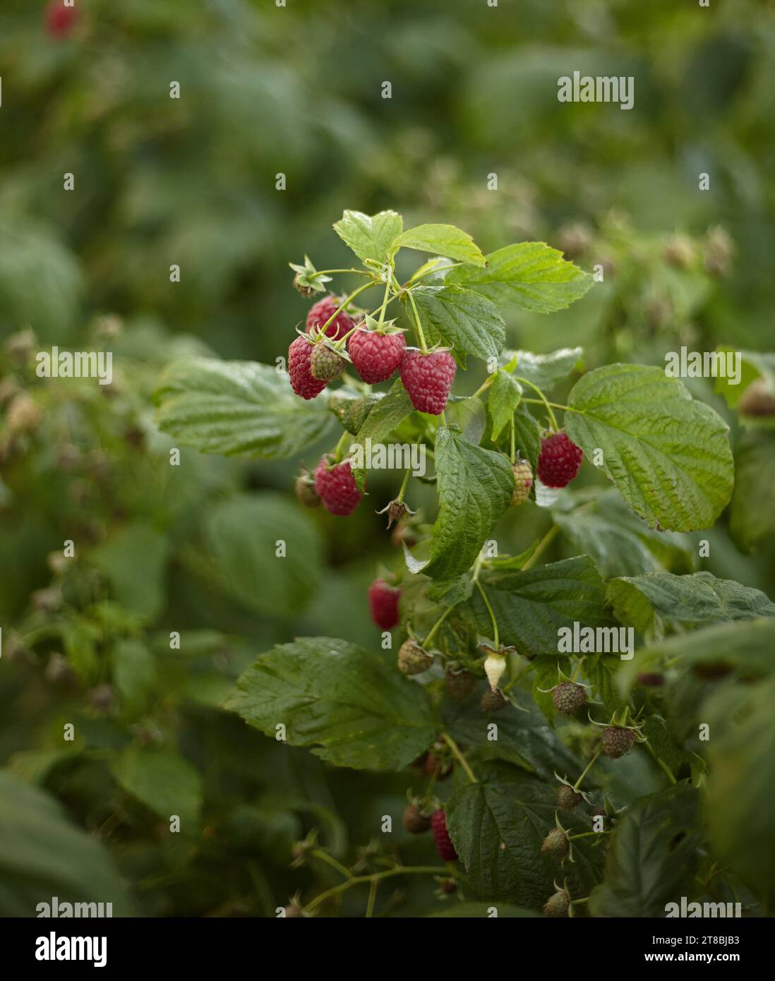 Raspberry fruit stage hi-res stock photography and images - Alamy