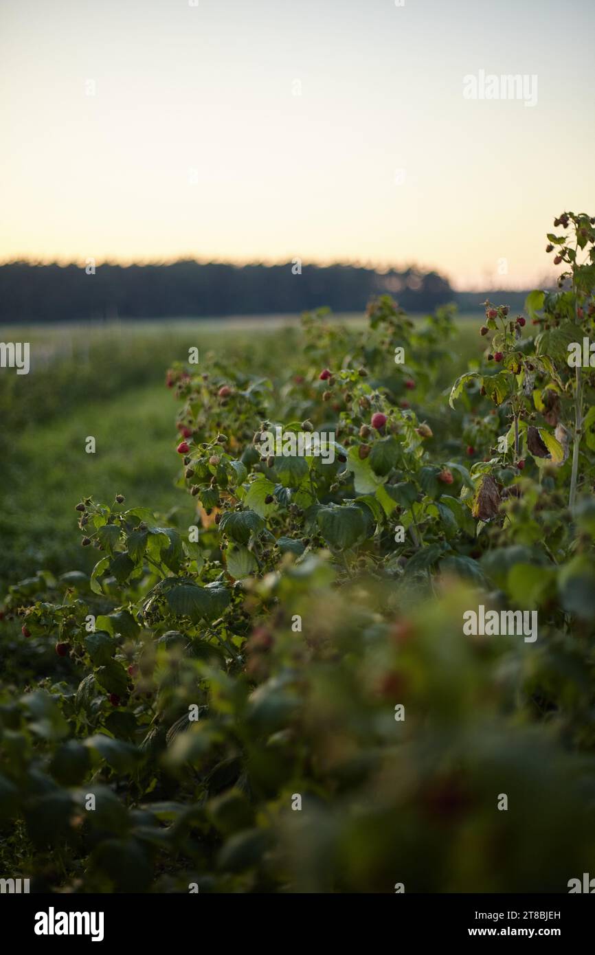 A row of bushes with raspberry fruits on a plantation Stock Photo - Alamy
