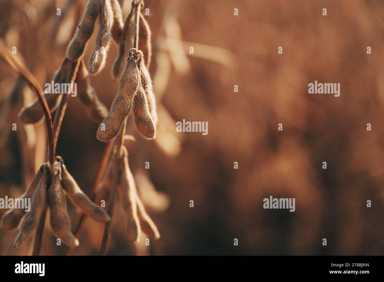 Soybean growth, ripe pods of Glycine max crops ready for harvest on a ...