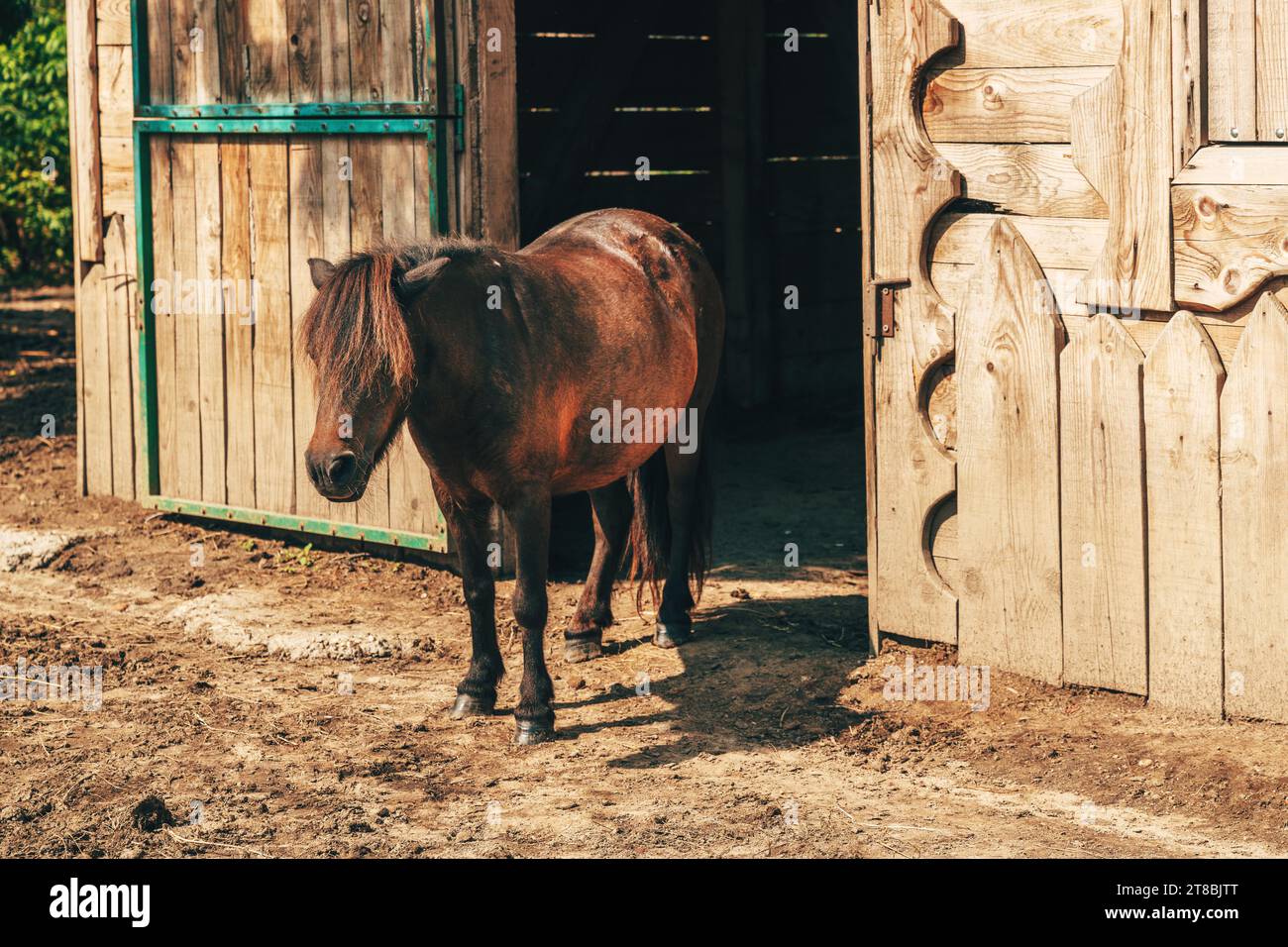Cute little brown shetland pony horse with long hair at the stable door ...