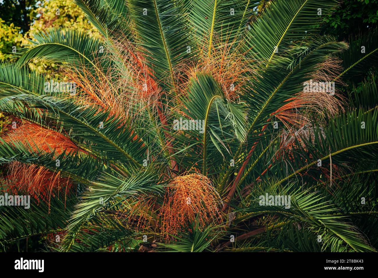 Canary island date palm also known as pineapple palm (Phoenix ...