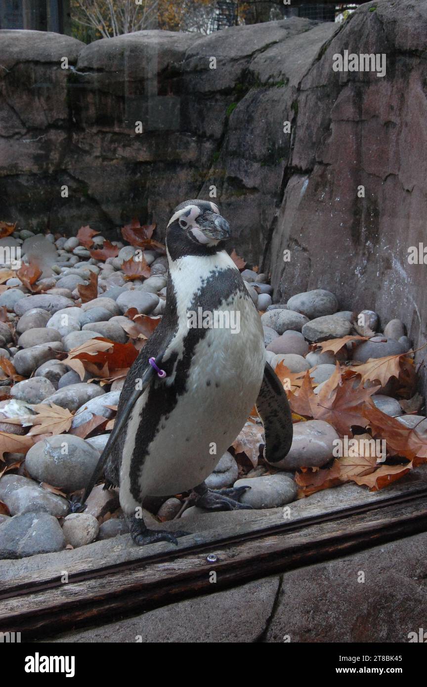 Different type of birds Stock Photo - Alamy